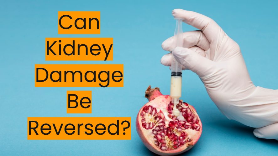 Can Kidney Damage Be Reversed? The Truth CKD Fighters Must