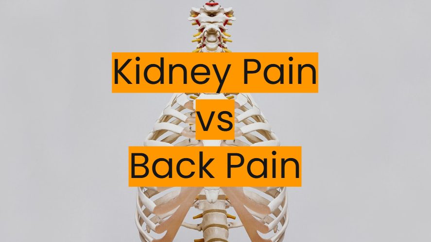 Kidney Pain vs Back Pain: How CKD Patients Can Spot Warning